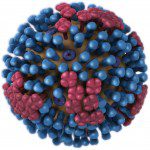 Should we fear avian H5N1 influenza? | Virology Blog