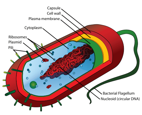 Prokaryotes considered | Virology Blog