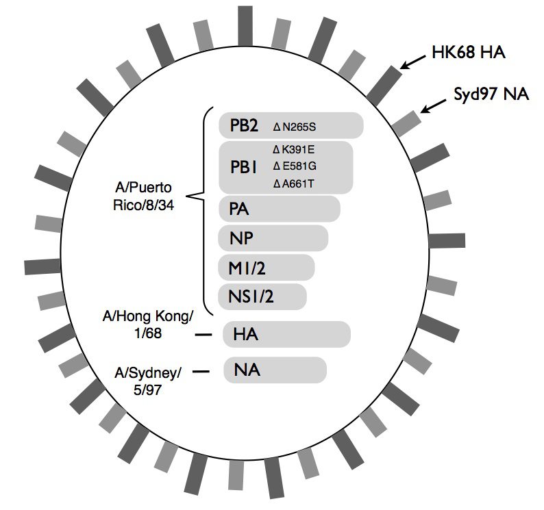Attenuated influenza vaccine enhances bacterial colonization of mice