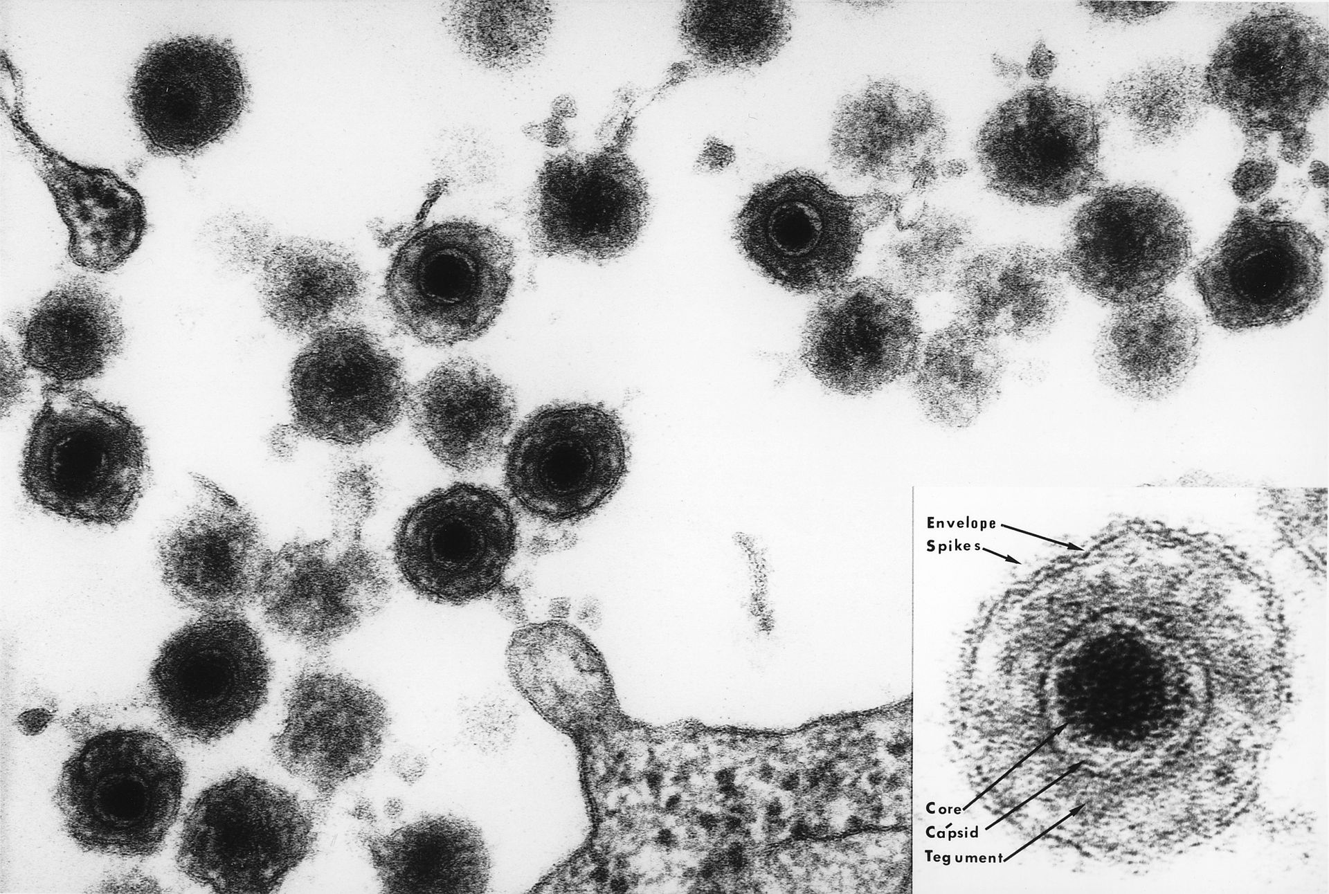 A herpesvirus associated with female infertility | Virology Blog
