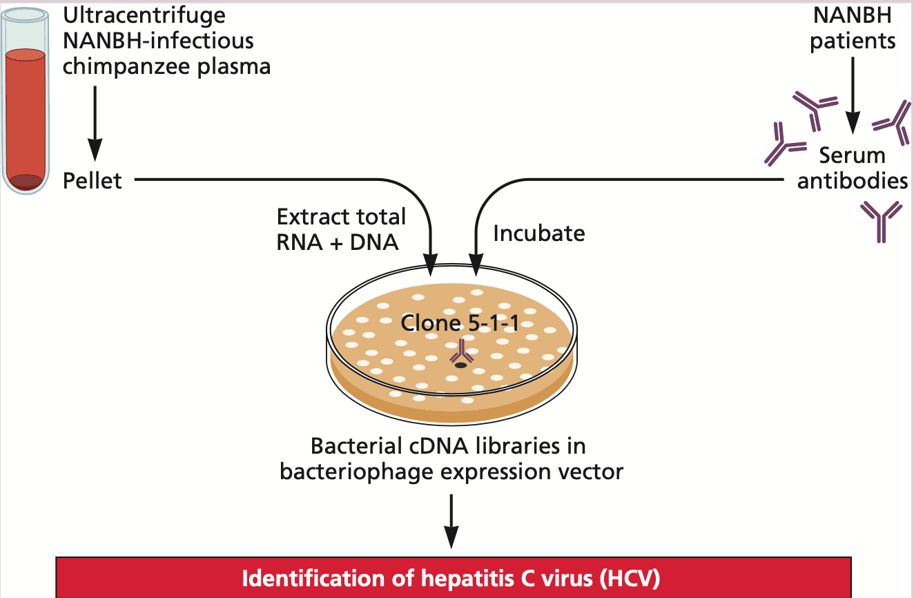 Nobel Prize for discovery of hepatitis C virus | Virology Blog
