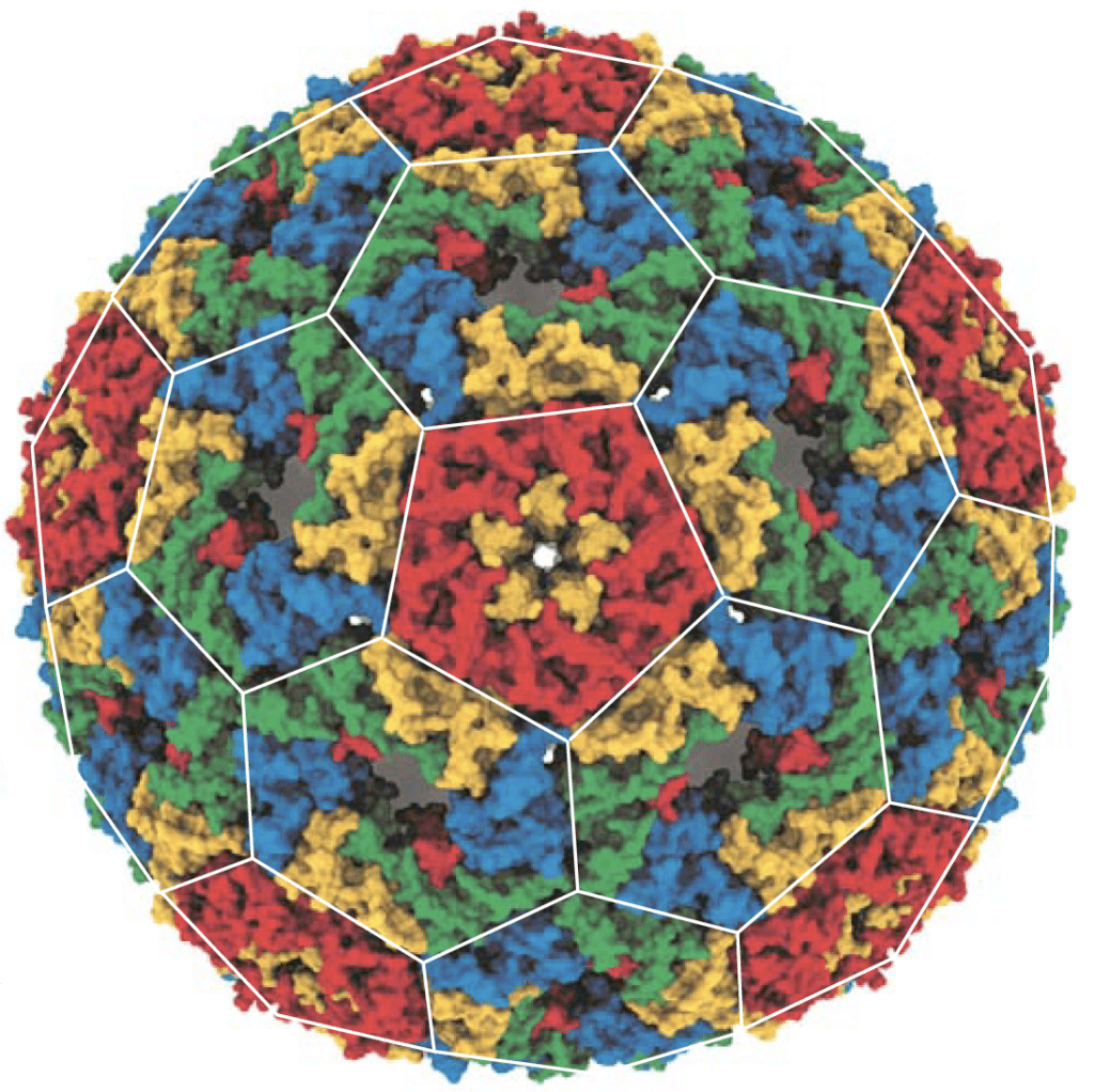 Evolution of a bacterial protein into a virus-like, RNA binding capsid ...